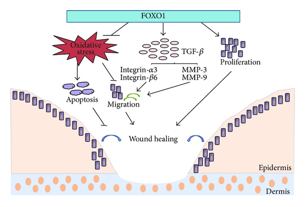 Wound Healing with Hypochlorous Acid – HOCl Health Care